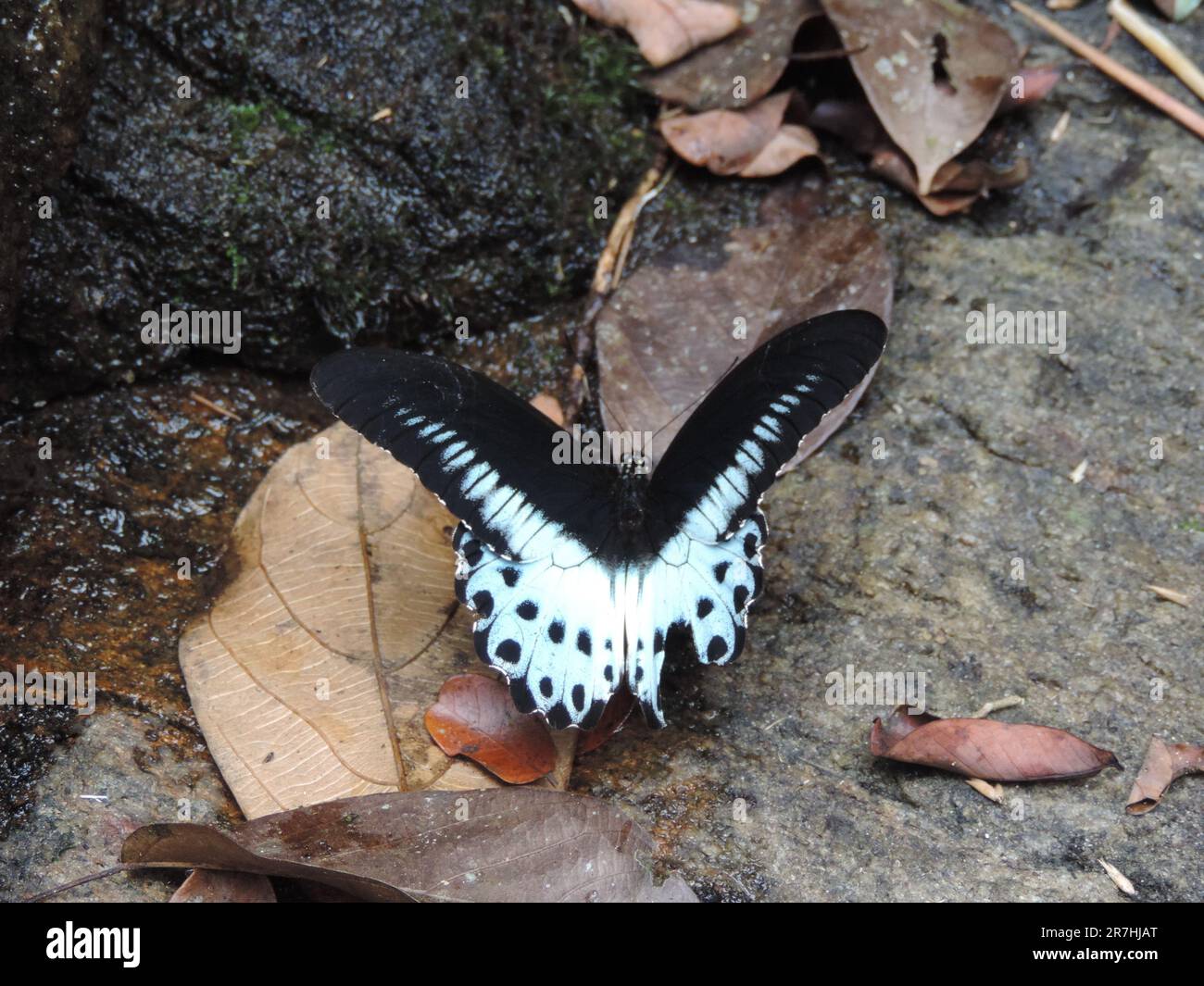 Sri Lankan Butterflies and Dragonflies in the Wild Stock Photo - Alamy