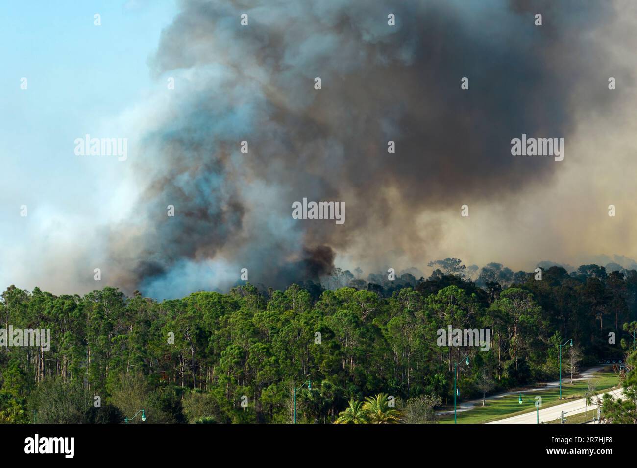 Aerial view of large wildfire burning severely in Florida jungle woods ...