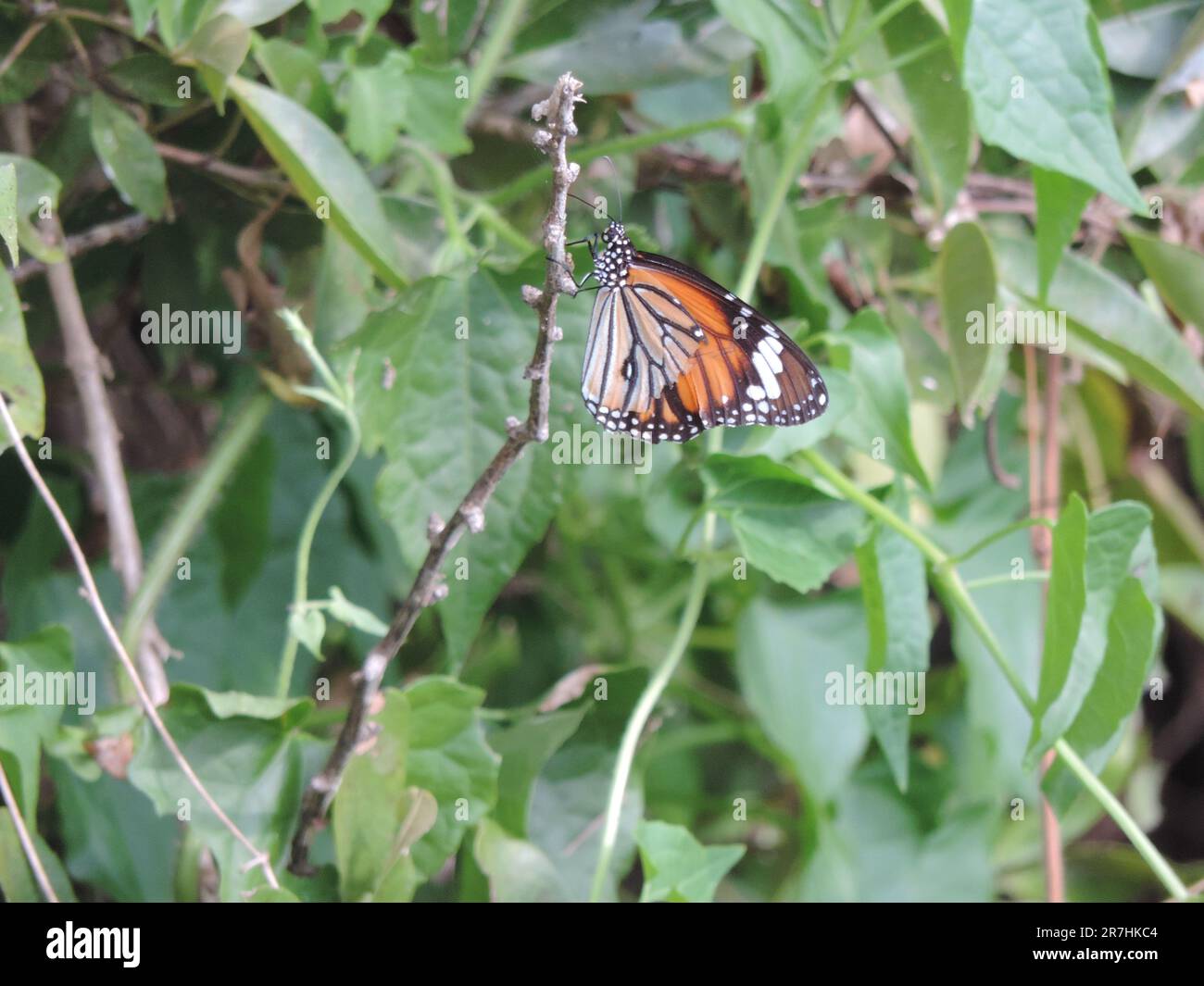 Sri Lankan Butterflies and Dragonflies in the Wild Stock Photo - Alamy