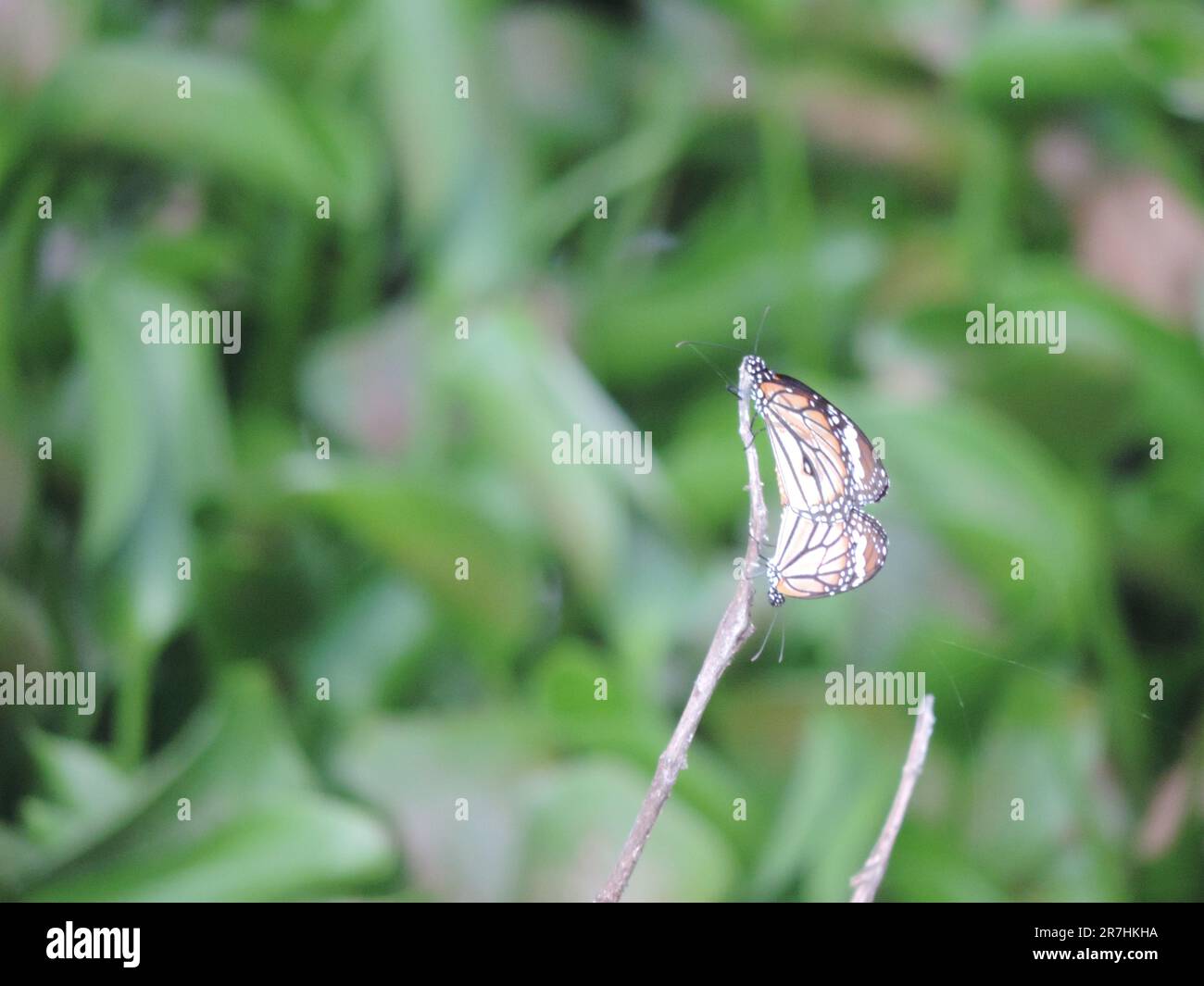 Sri Lankan Butterflies and Dragonflies in the Wild Stock Photo - Alamy