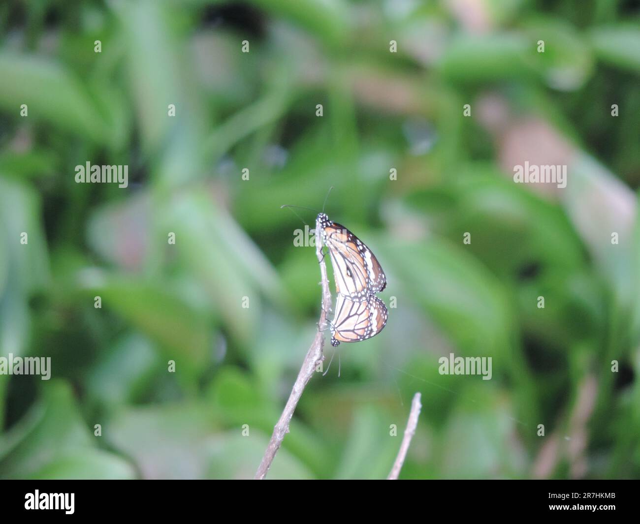 Sri Lankan Butterflies and Dragonflies in the Wild Stock Photo - Alamy