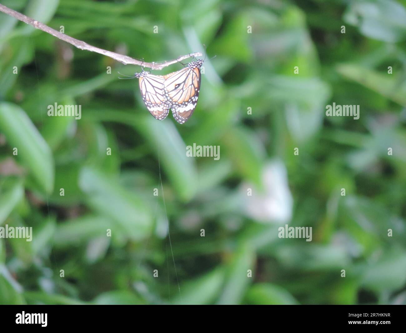 Sri Lankan Butterflies and Dragonflies in the Wild Stock Photo - Alamy