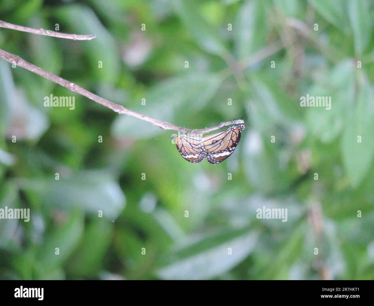 Sri Lankan Butterflies and Dragonflies in the Wild Stock Photo - Alamy
