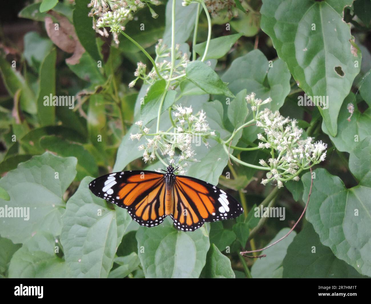 Sri Lankan Butterflies and Dragonflies in the Wild Stock Photo - Alamy