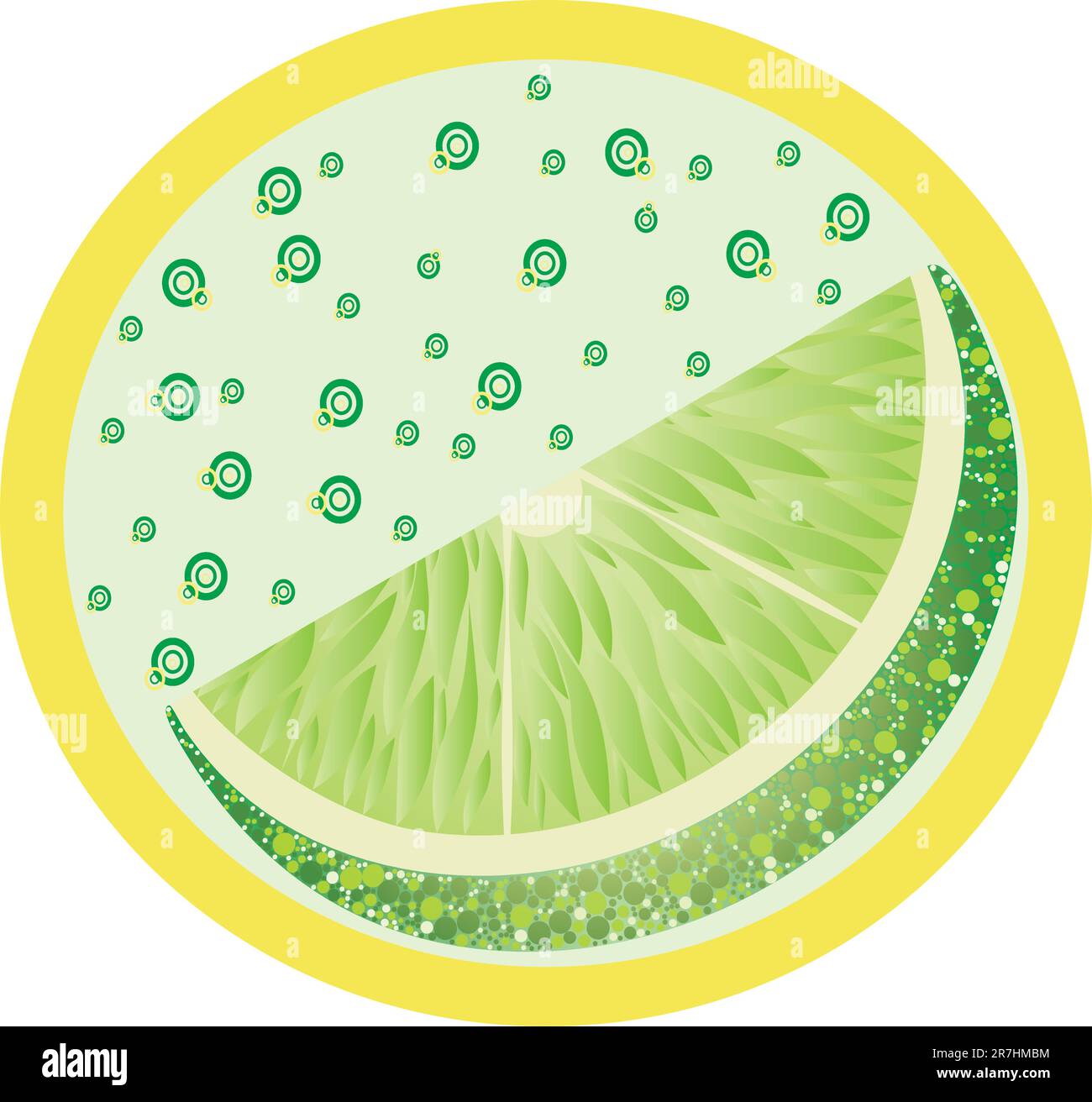 Lime close up fruit Stock Vector Images - Alamy