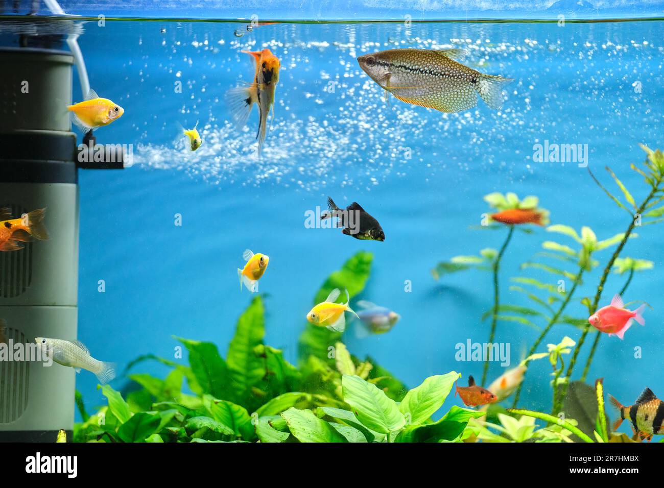 Colorful exotic fish swimming in deep blue water aquarium with green ...