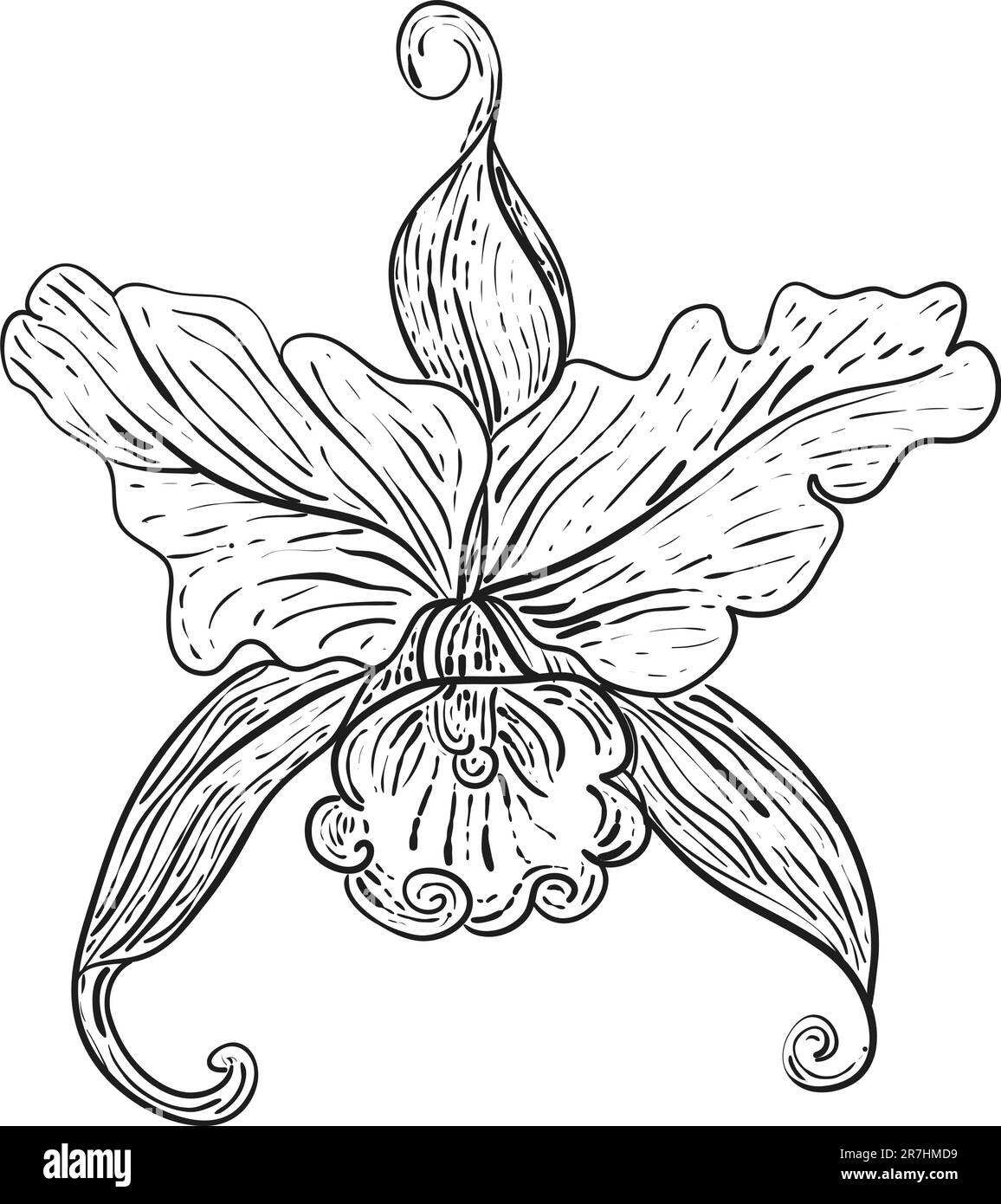 Monochrome plant design Cut Out Stock Images & Pictures - Alamy