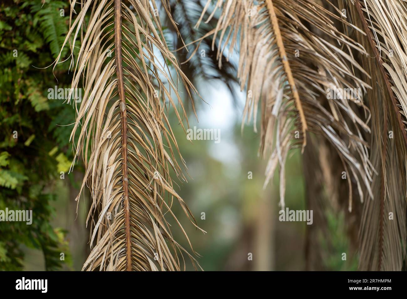 Dry dead palm tree on Florida home backyard Stock Photo - Alamy