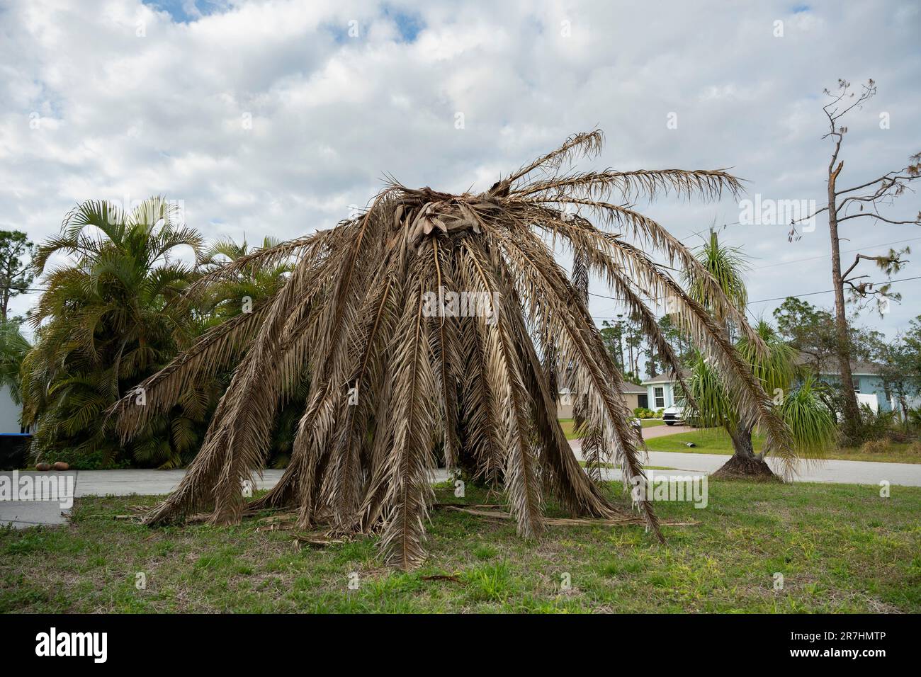 Dry dead palm tree on Florida home backyard Stock Photo - Alamy