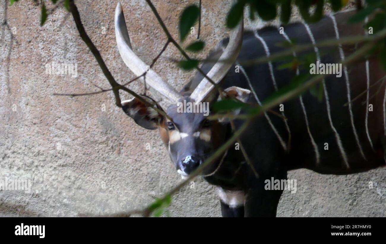 Bongo eye hi-res stock photography and images - Alamy