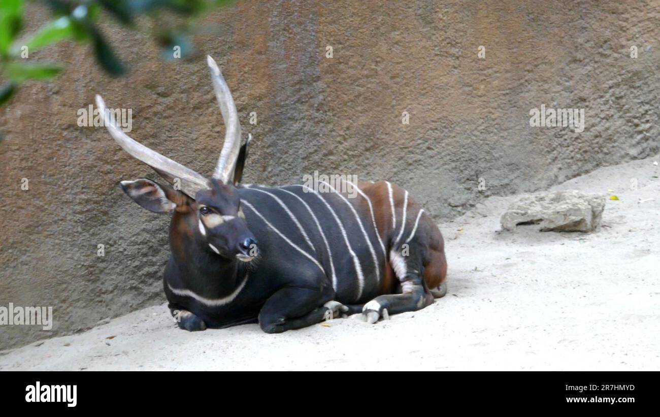 Los Angeles, California, USA 14th June 2023 Mountain Bongo at LA Zoo on ...