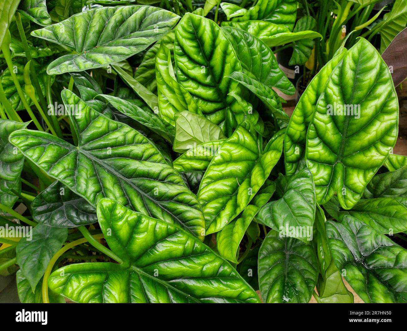 Alocasia sinuata hi-res stock photography and images - Alamy