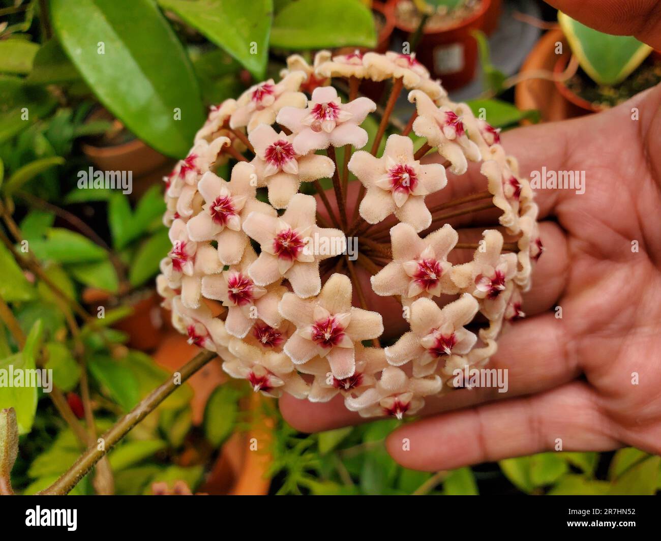 Beautiful pink flowers of Hoya Carnosa, a popular tropical houseplant ...