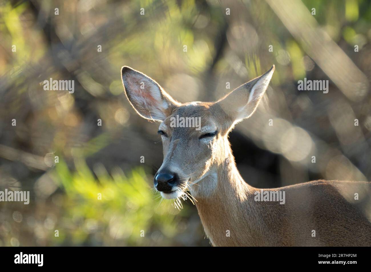 Key Deer in natural habitat in Florida state park Stock Photo - Alamy