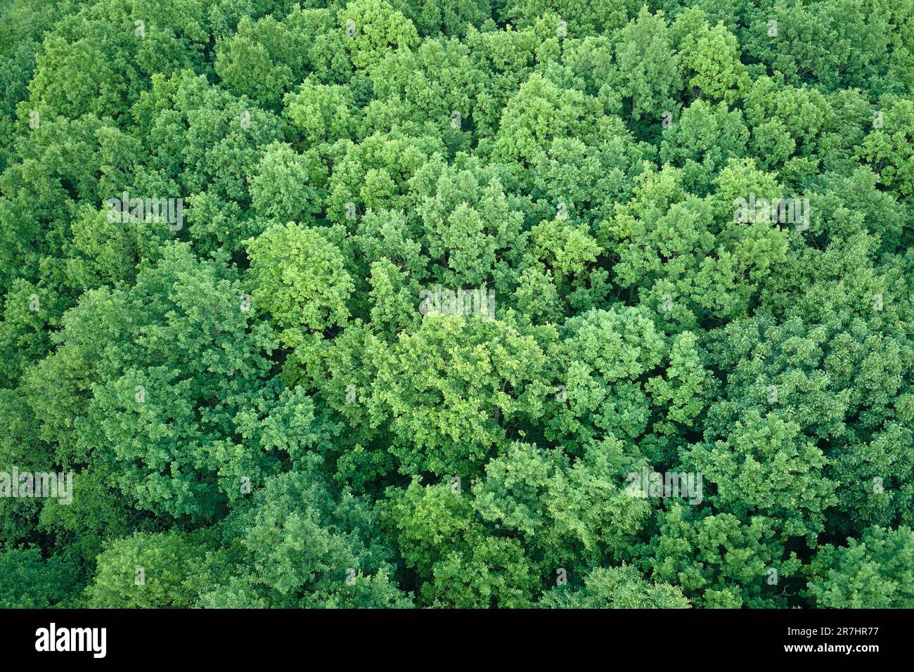 Top down flat aerial view of dark lush forest with green trees canopies ...