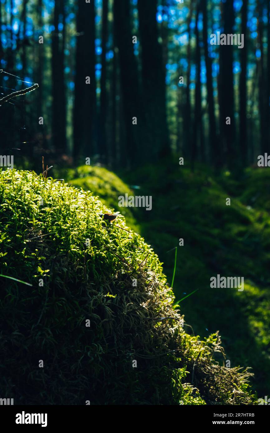 Beautiful green moss on the floor close-up. Beautiful background of ...