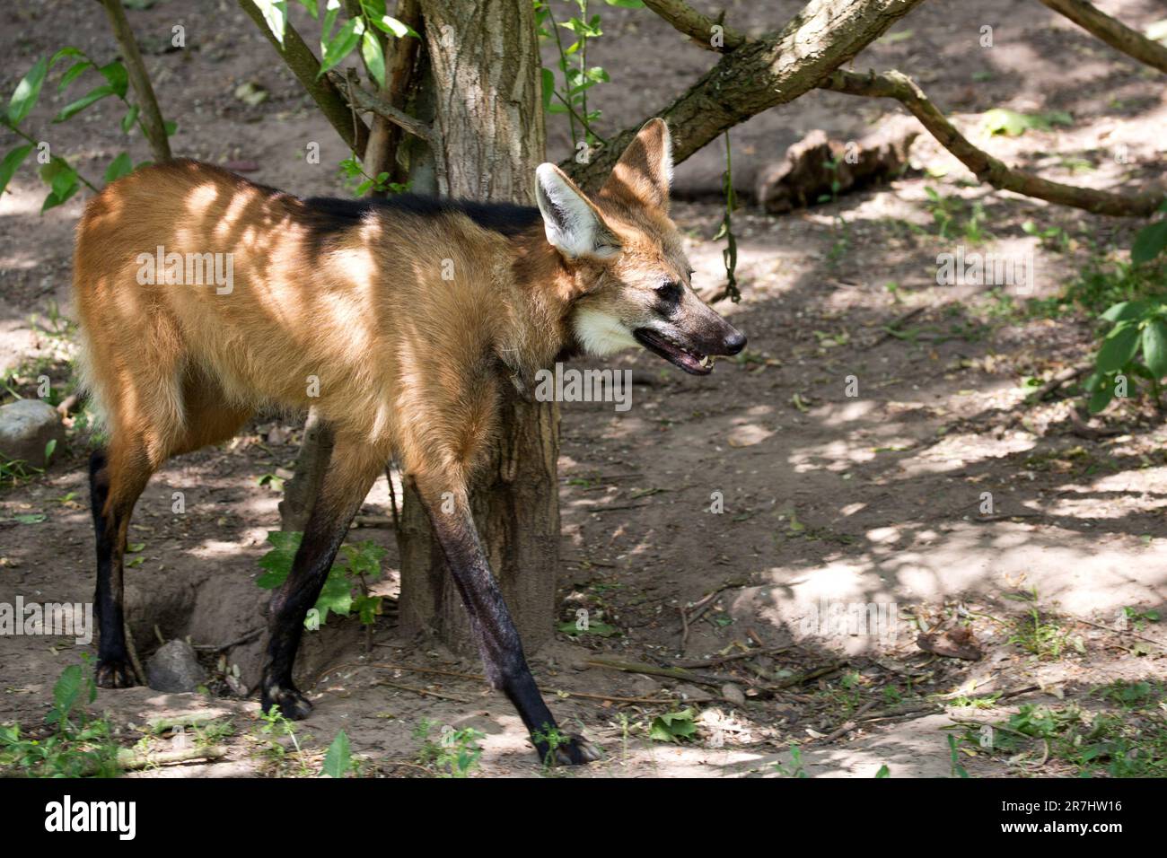 Maned wolf in the forest in the wild Stock Photo - Alamy