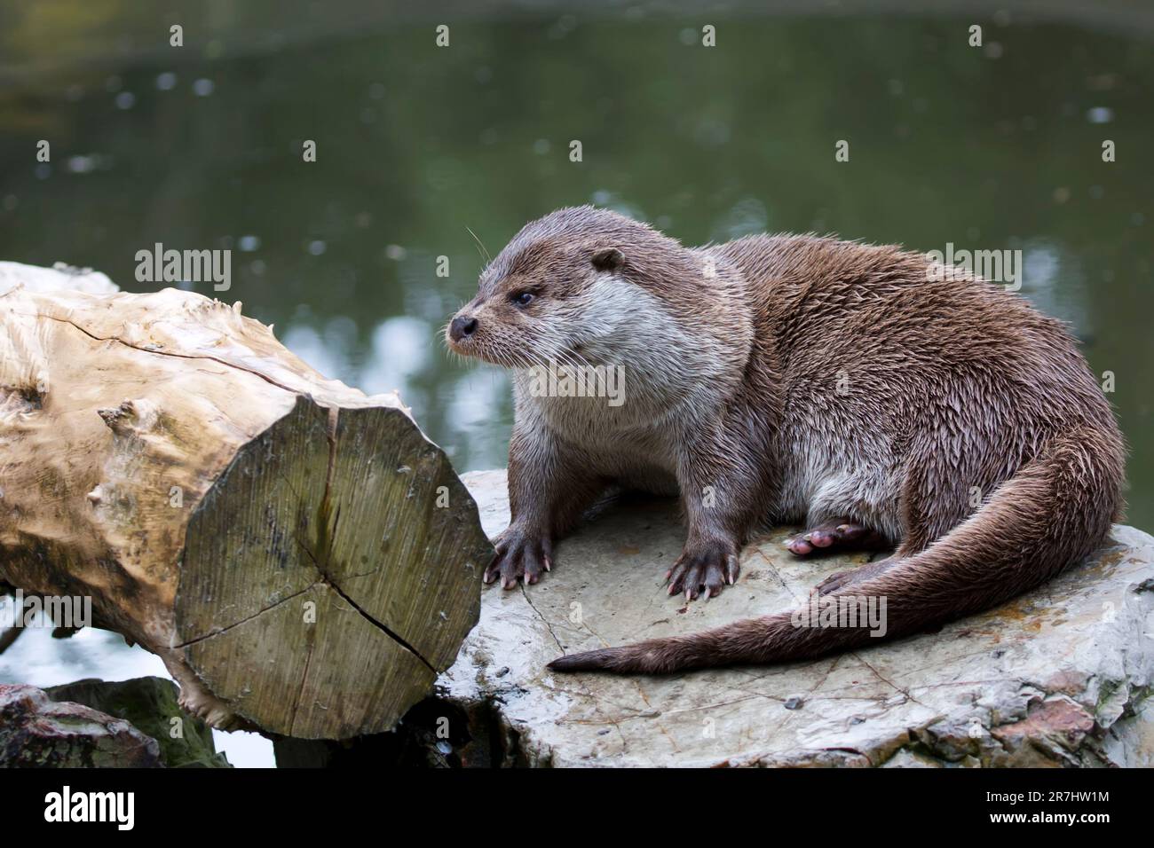 Otter in wild hi-res stock photography and images - Alamy