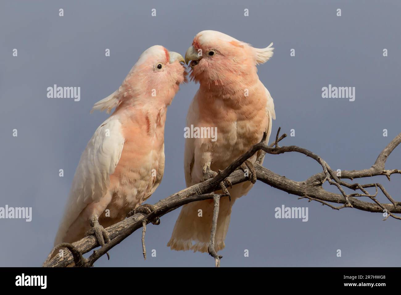Pair major mitchell cockatoo hi-res stock photography and images - Alamy