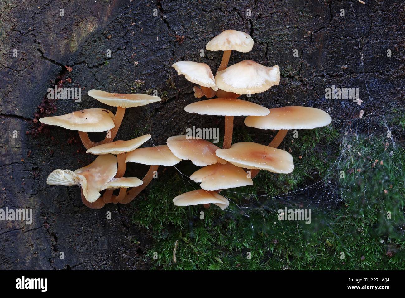 Small fungi toadstools growing from rotting log Stock Photo - Alamy