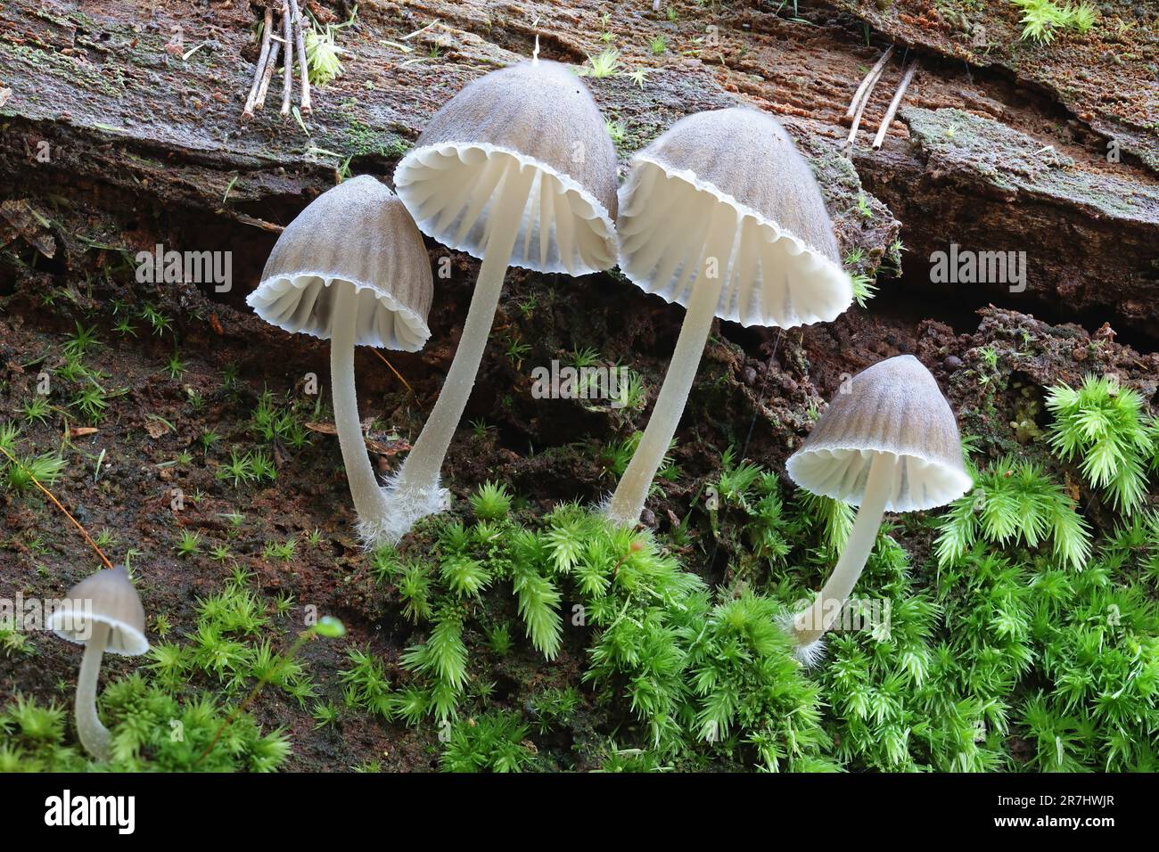 Small fungi toadstools growing from rotting log Stock Photo - Alamy