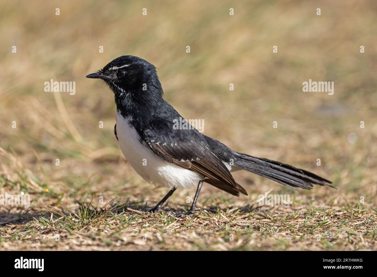 Australian Willie Wagtail searching for food Stock Photo - Alamy