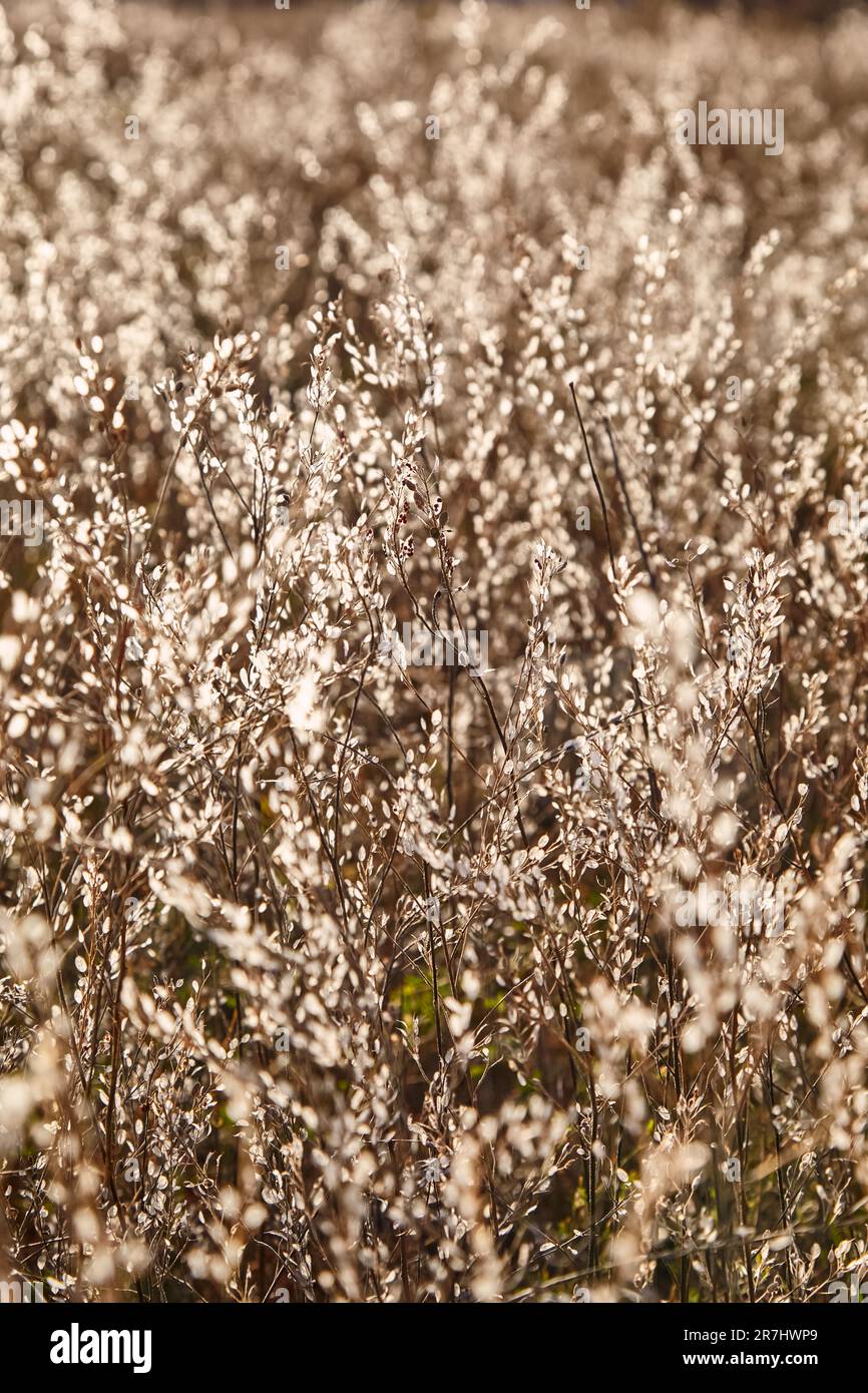 Blurred background with dried flowers in brown tones. Unobtrusive ...