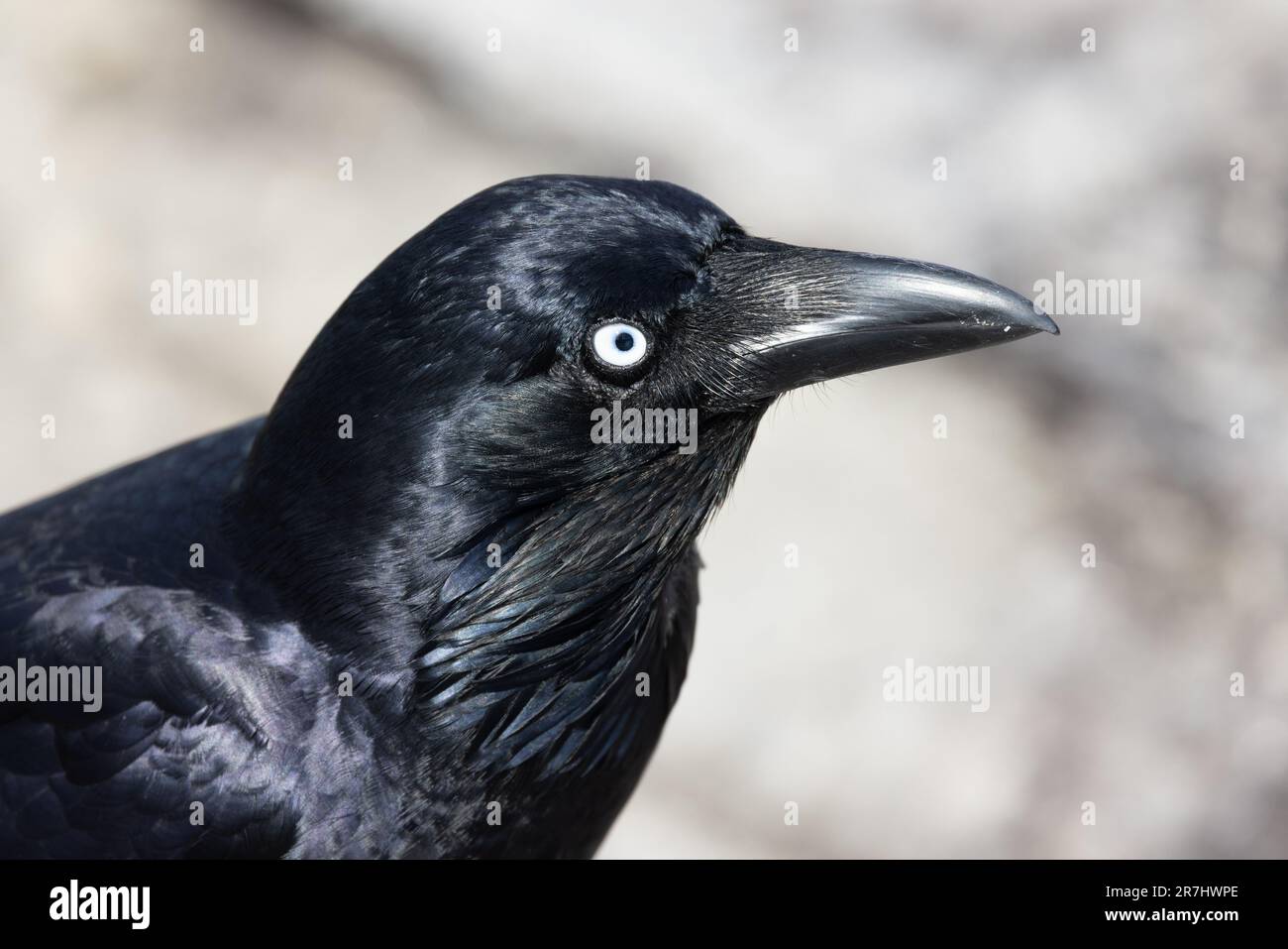 Close up of Australian Raven Stock Photo - Alamy