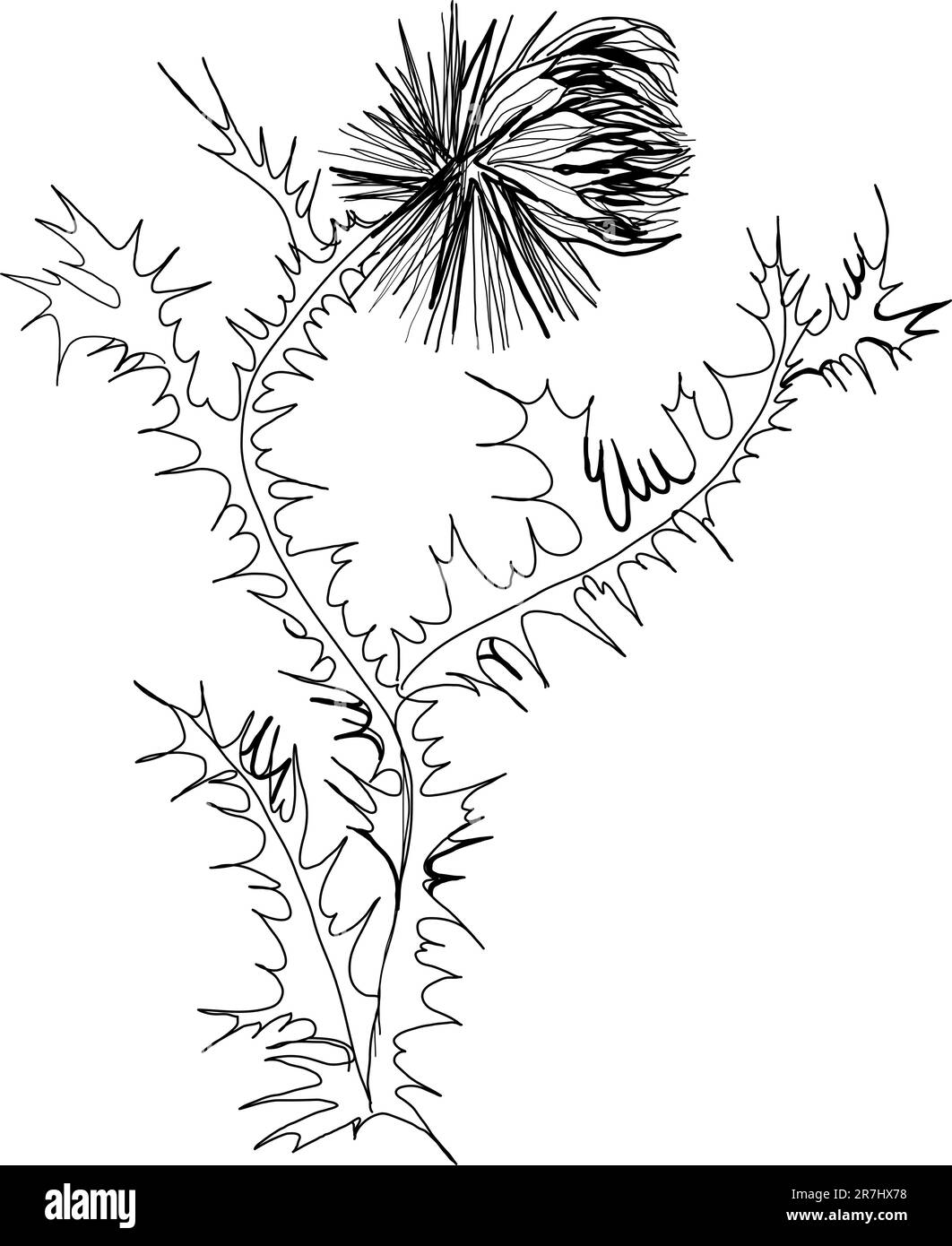 drawing black and white thistle sketch Stock Vector Image & Art - Alamy