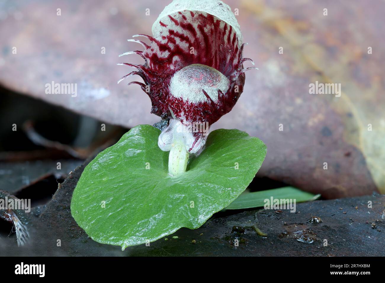 Australian Corybas Helmet Orchid plant in flower Stock Photo - Alamy