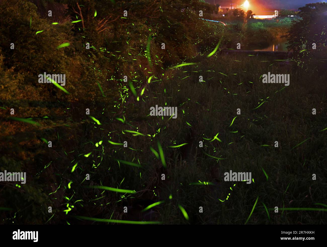 A composition photo shows Luciola cruciate (Nipponoluciola cruciata / Genji firefly) dancing ...