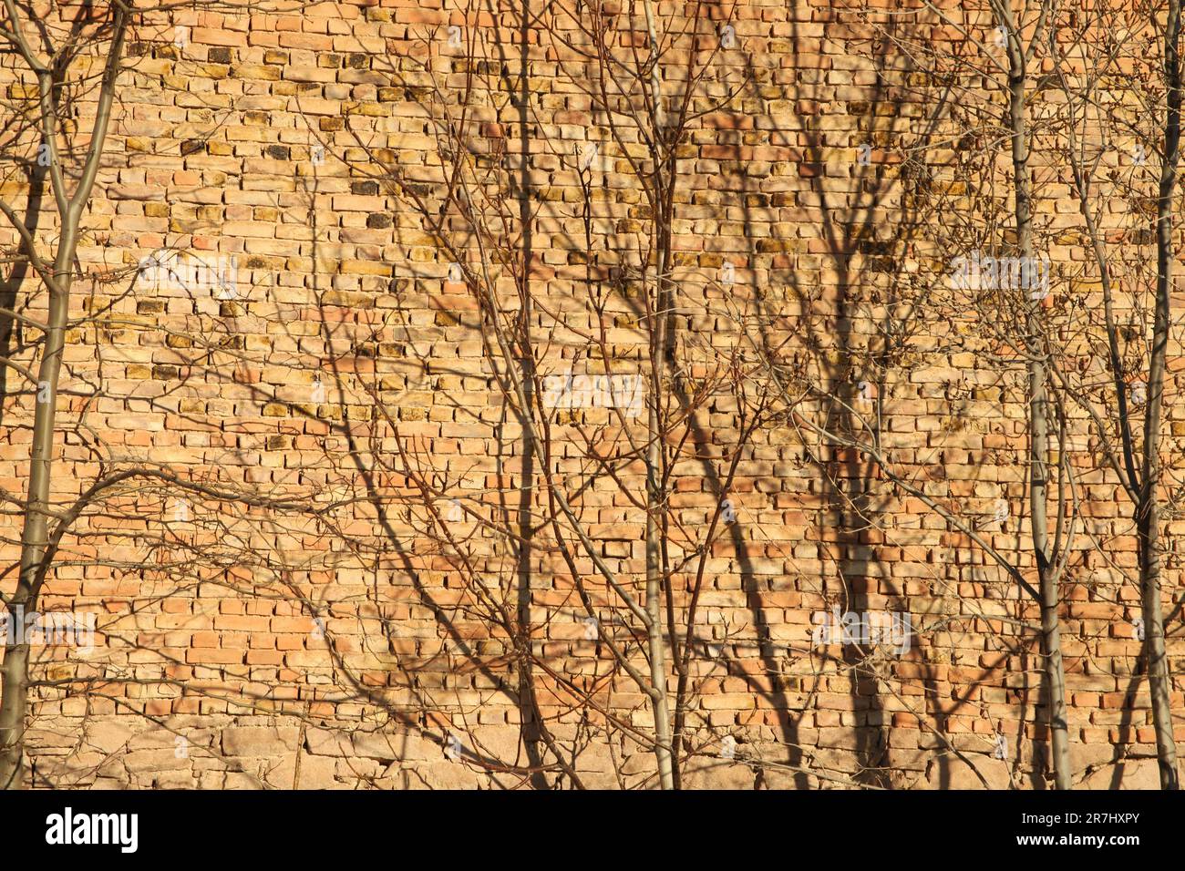 trees in front of brick wall Stock Photo - Alamy