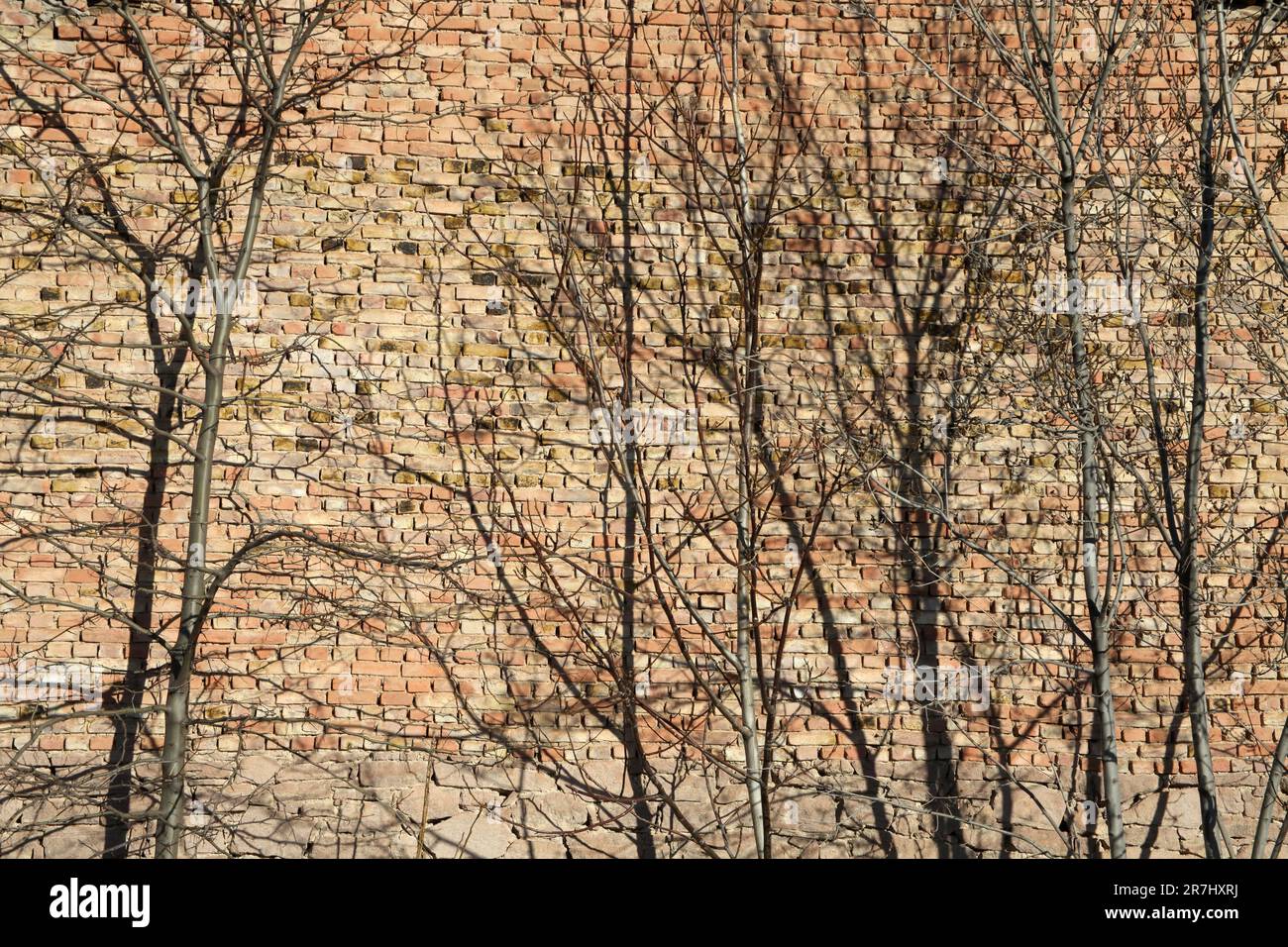 trees in front of brick wall Stock Photo - Alamy