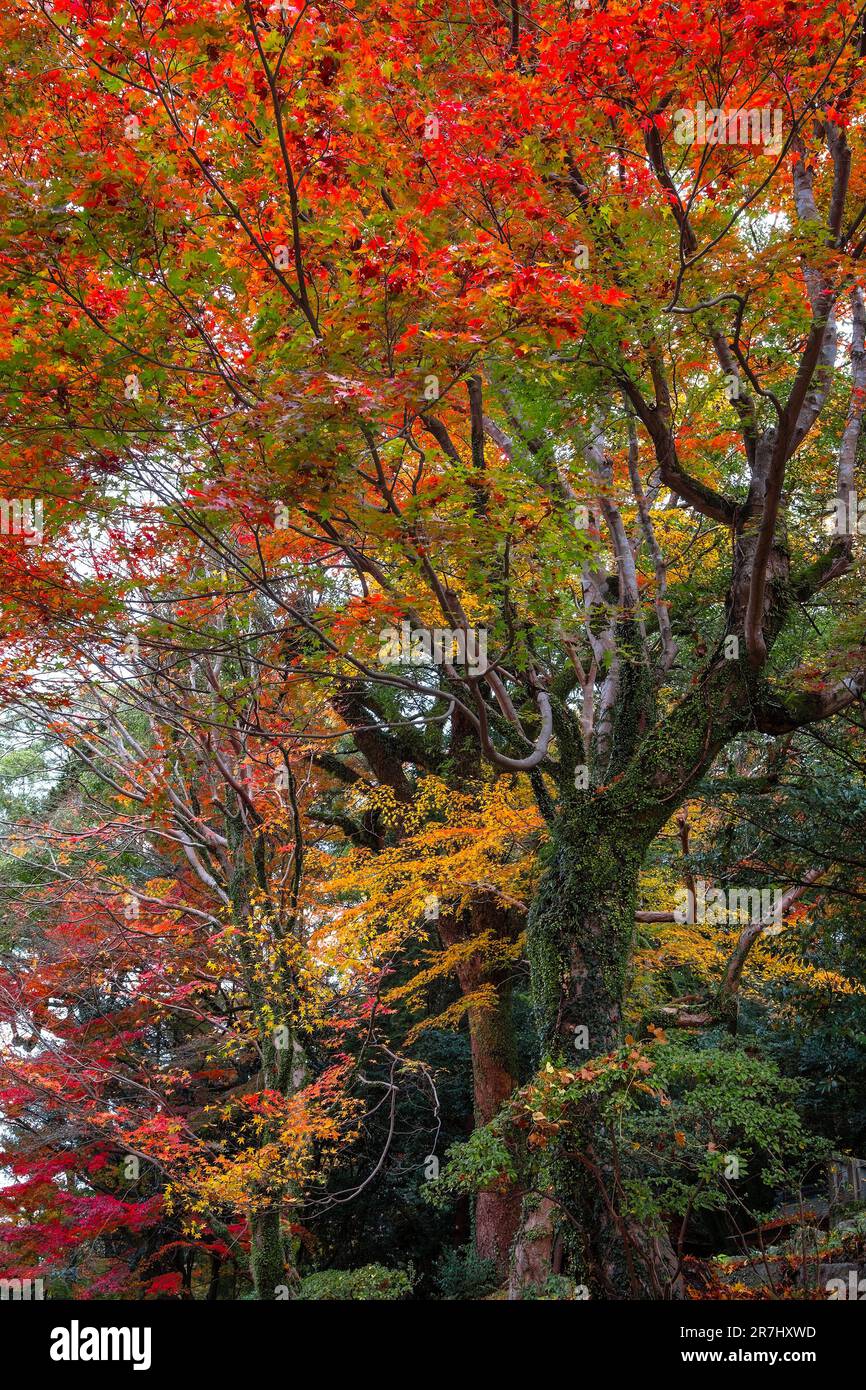 Fukuoka, Japan - Nov 30 2022: Dazaifu Tenmangu shgrine dedicated to the ...