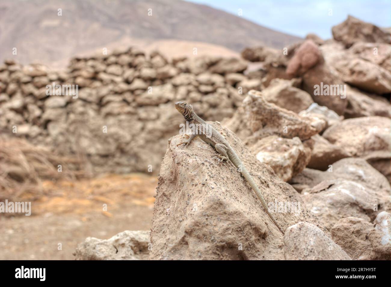 Lizard (Liolaemus Fabiani, Fabian's Lizard) Resting On A Rock Near ...