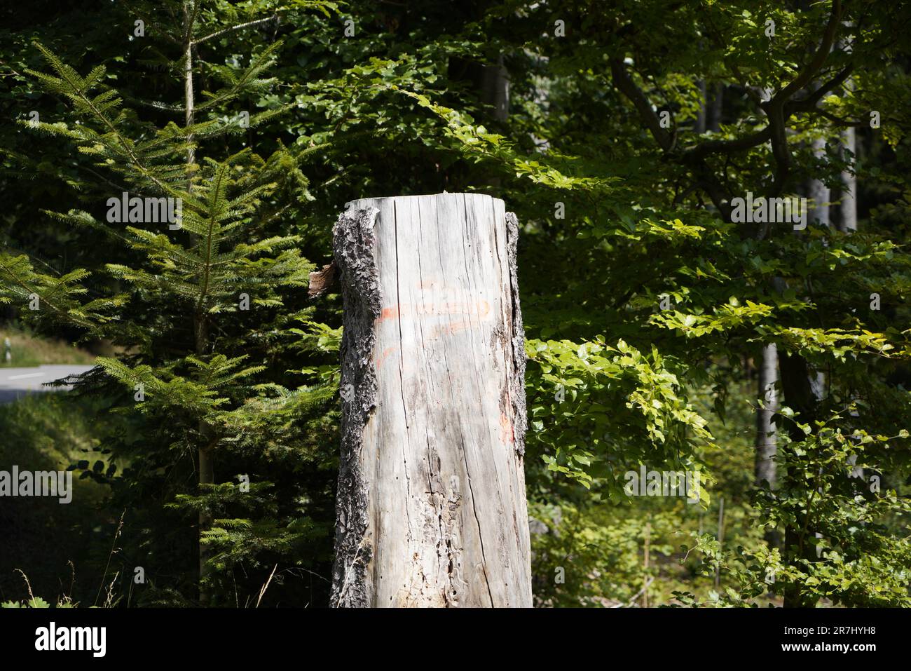 dying forests due to senseless clearing in the forest Tree stump in the ...
