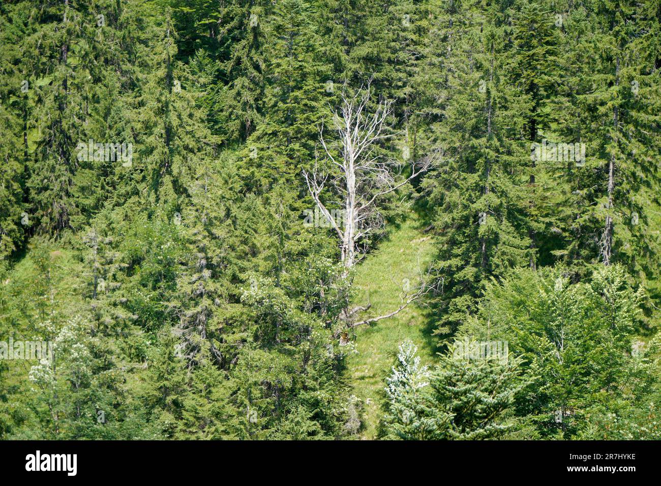 Forest dieback caused by the climate crisis is hitting the forests in ...