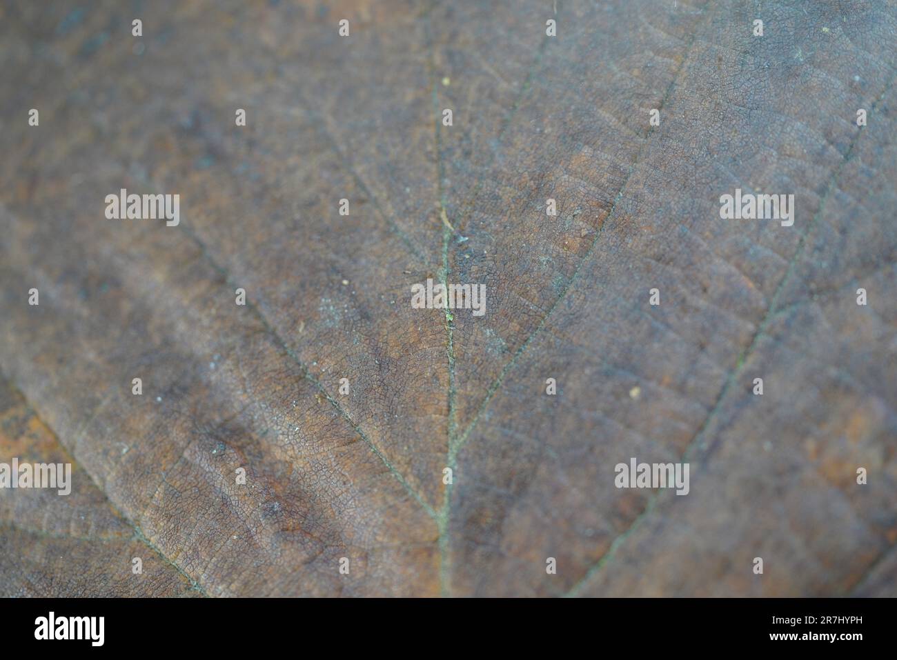 Leaf of a deciduous tree in autumn created in detail in the studio ...