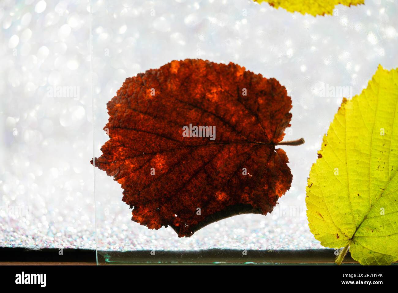 Leaf of a deciduous tree in autumn created in detail in the studio ...