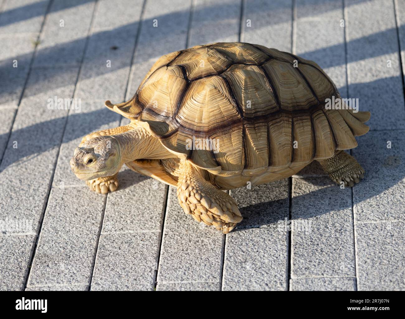 African spurred tortoise take a walk at outdoor Stock Photo - Alamy