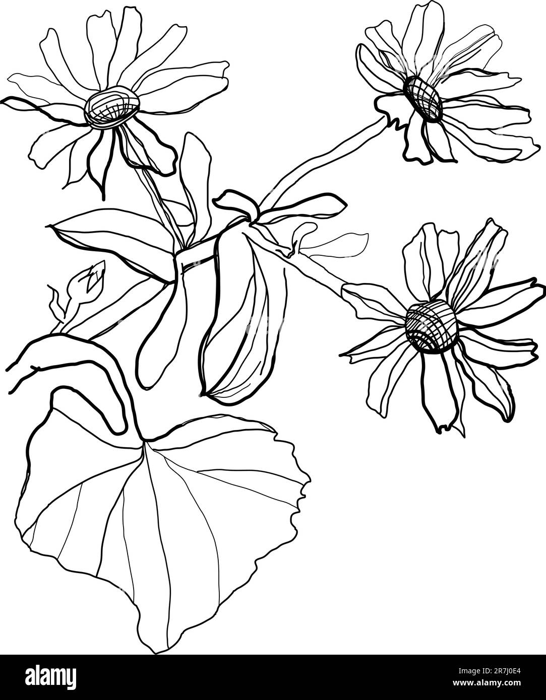 Camomile Flower Drawing On White Background Stock Vector Image And Art Alamy