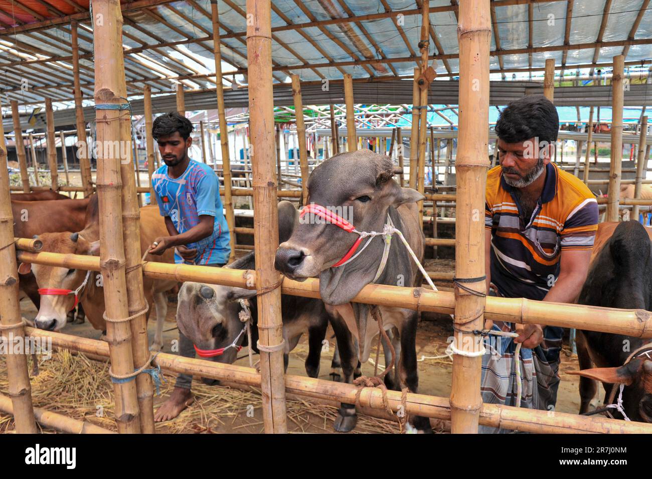 A trader is displaying his cows at the Kazir Bazar market for sale ...