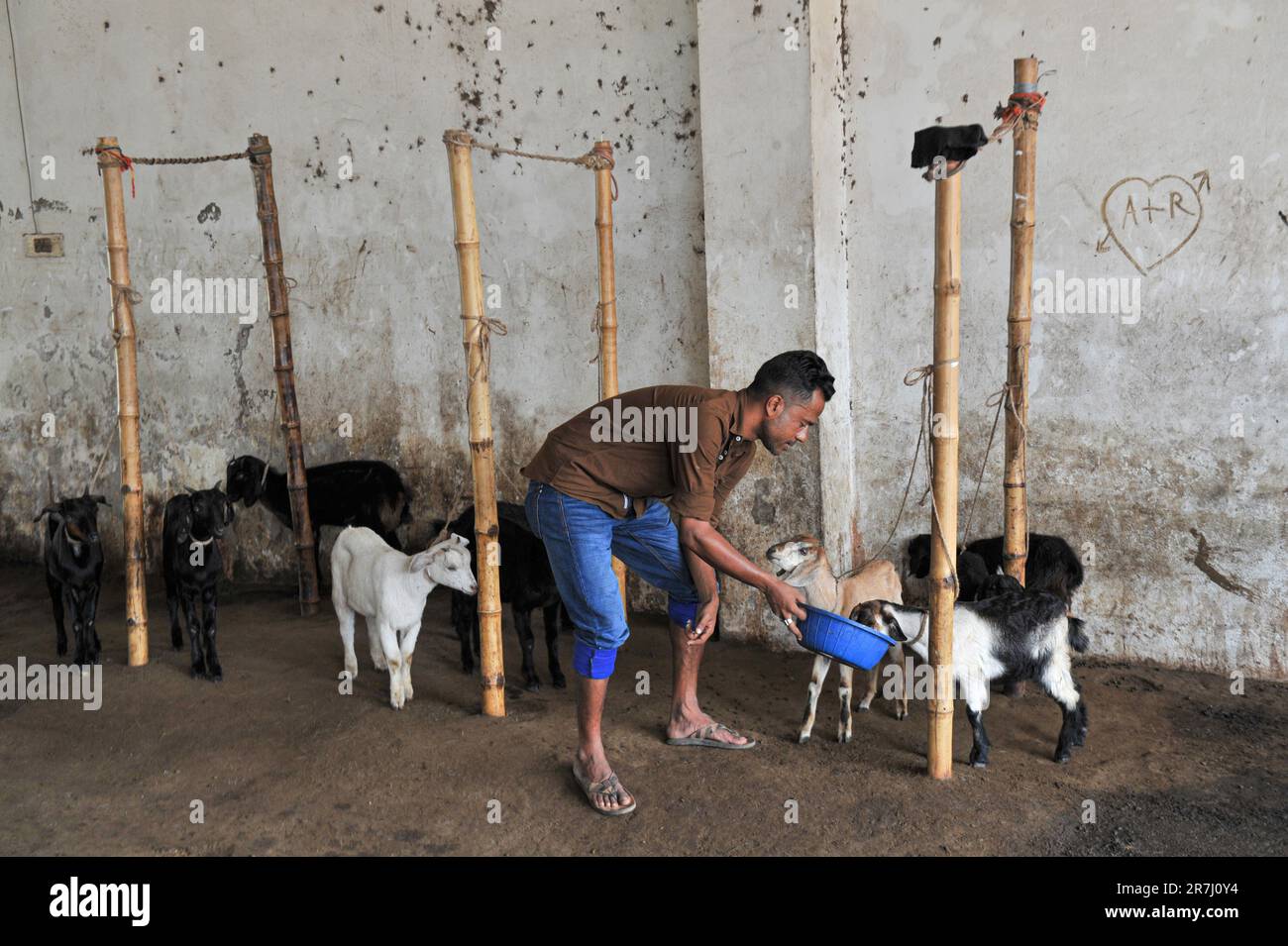 Bathing goats hi-res stock photography and images - Alamy