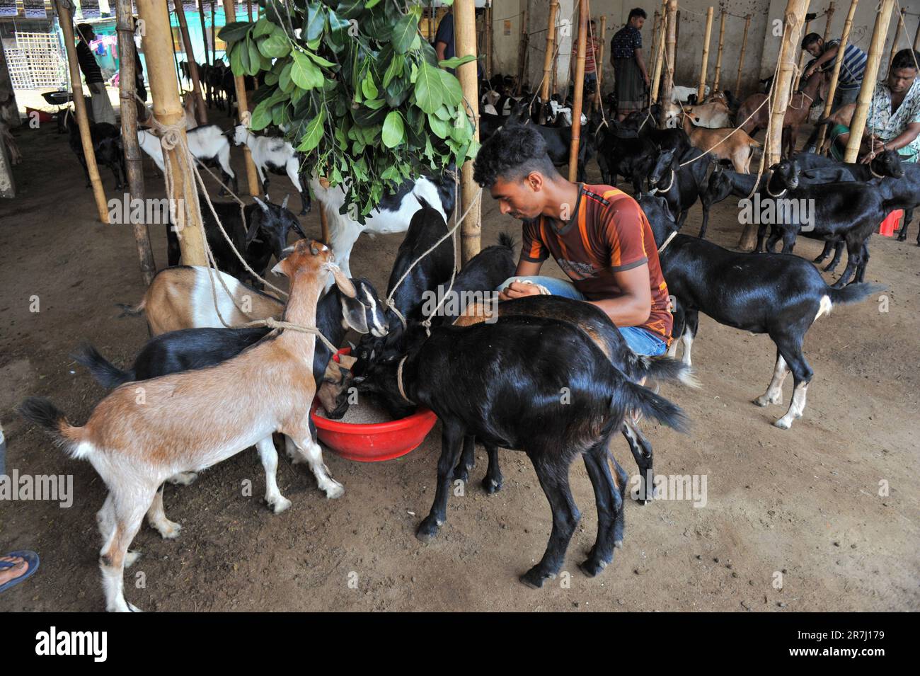 Eid ul adha 2023 hi-res stock photography and images - Alamy