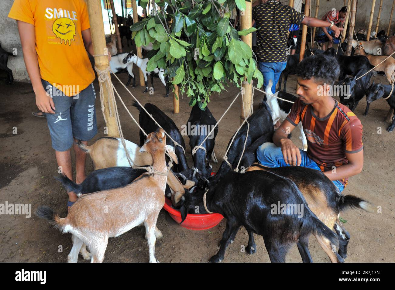 A trader is feeding his goats at the Kazir Bazar market. Livestock from ...