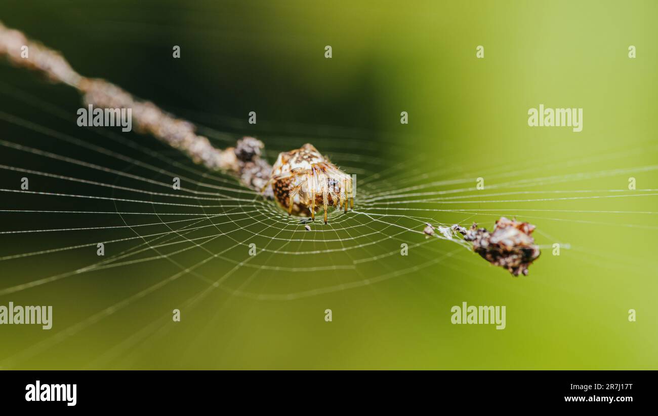 Brown Orb Weaver Spider on web and prey, Wrapping its insect prey in ...