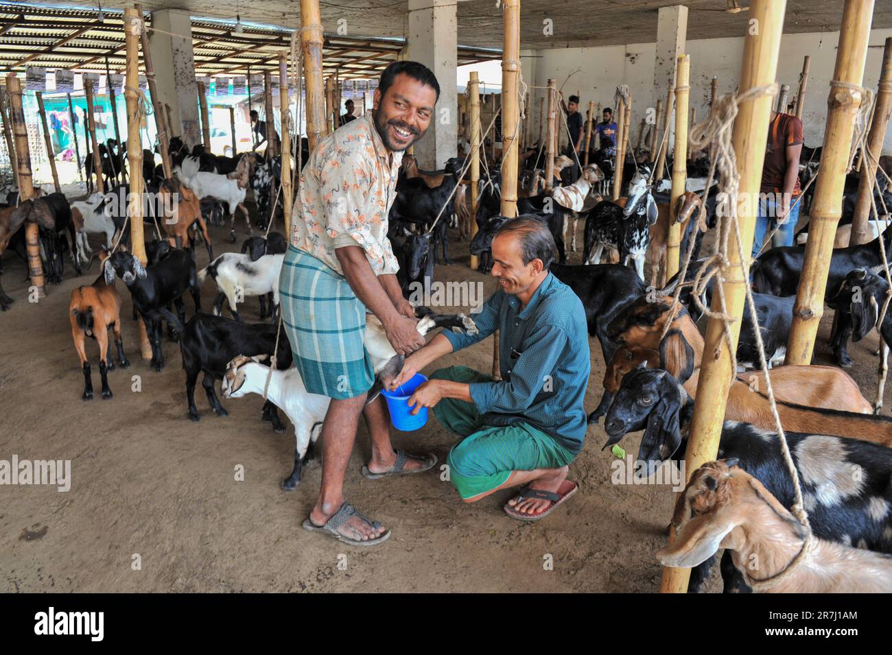 Bathing goats hi-res stock photography and images - Alamy