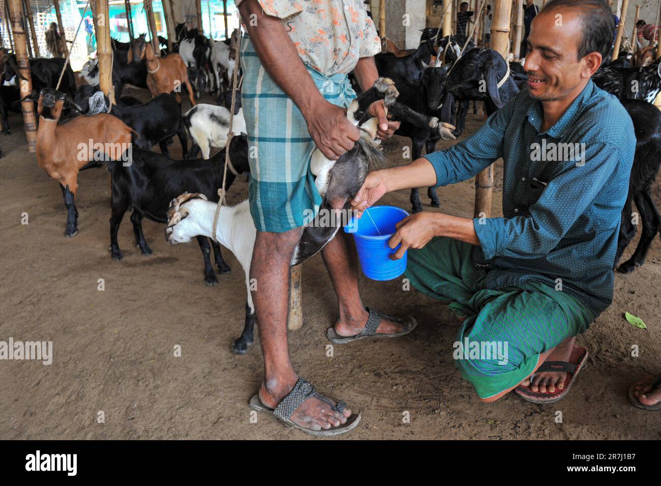 Bathing goats hi-res stock photography and images - Alamy