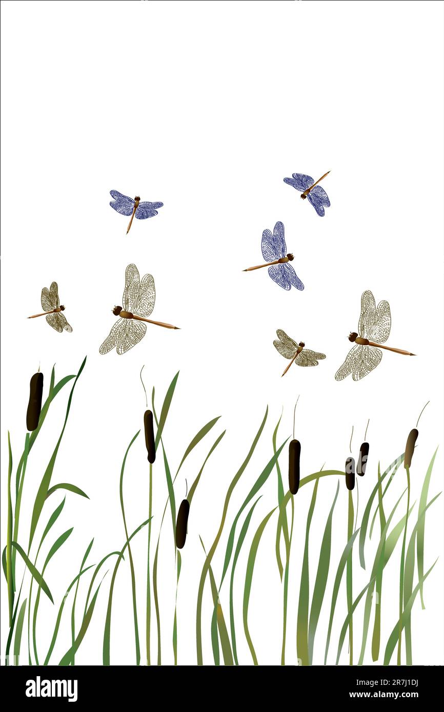 Dragonfly on the leaf Stock Vector Images - Alamy