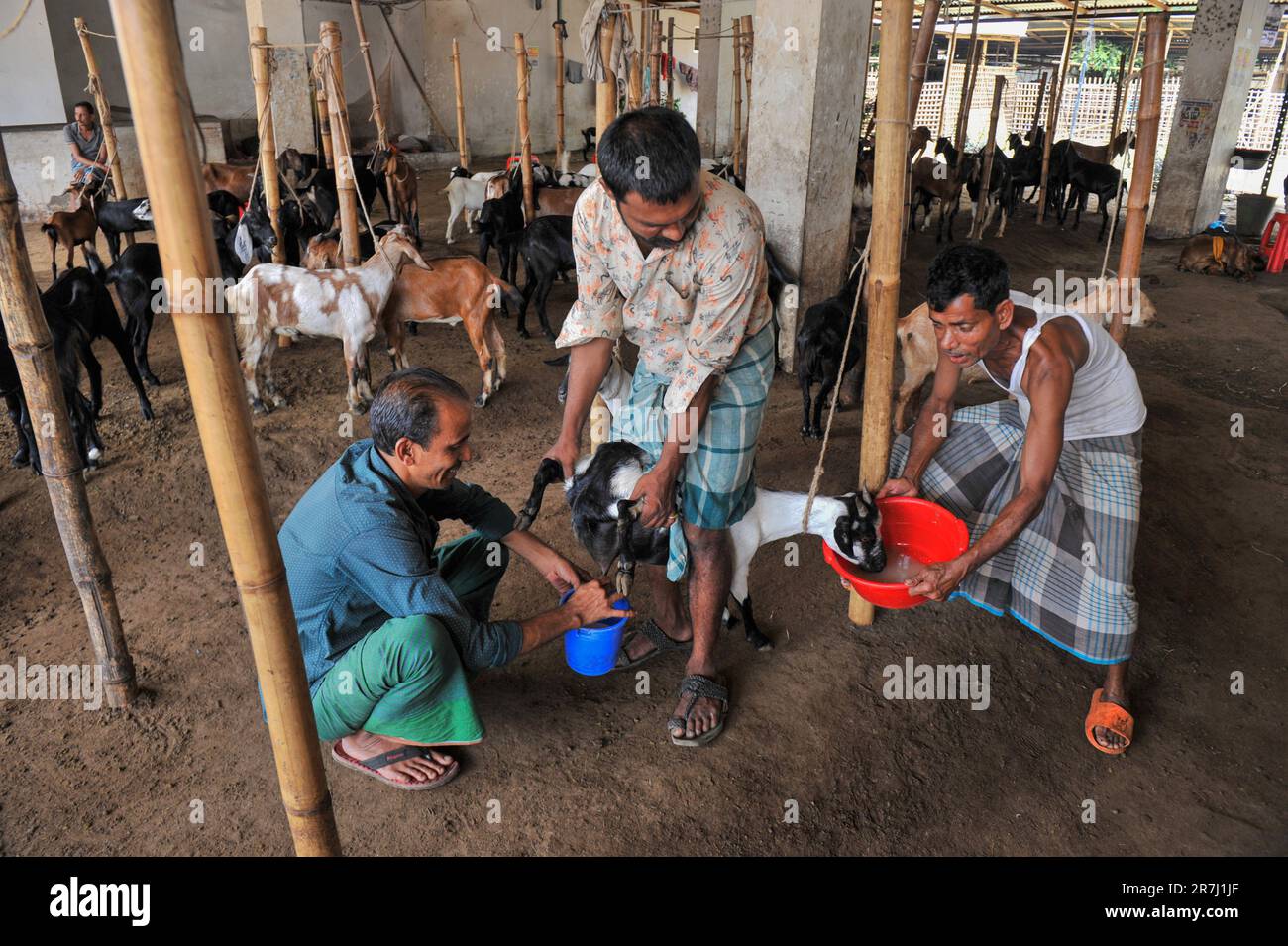 Bathing goats hi-res stock photography and images - Alamy